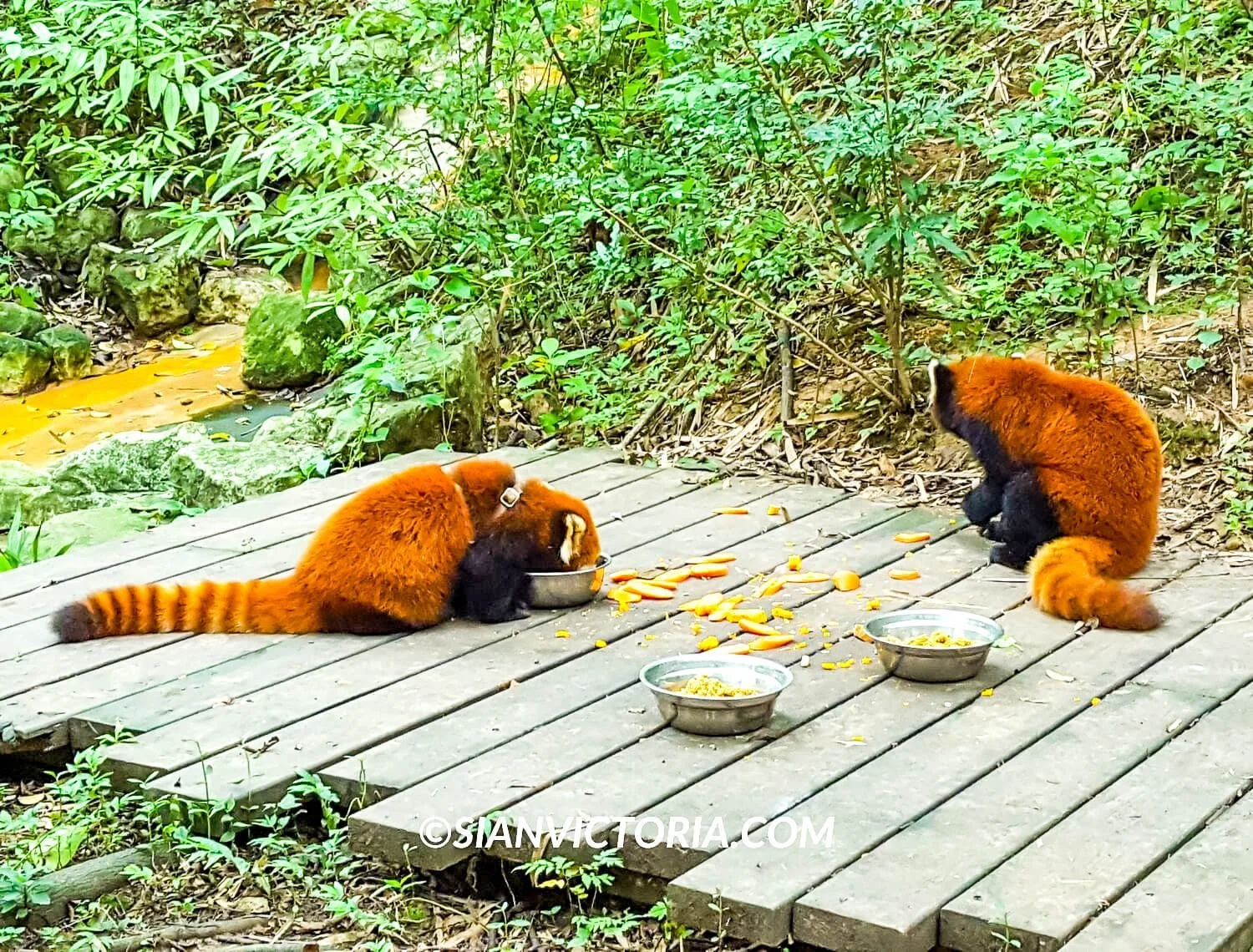 7 Best Nature Reserves & Wildlife Attractions in Chengdu, China — sian ...
