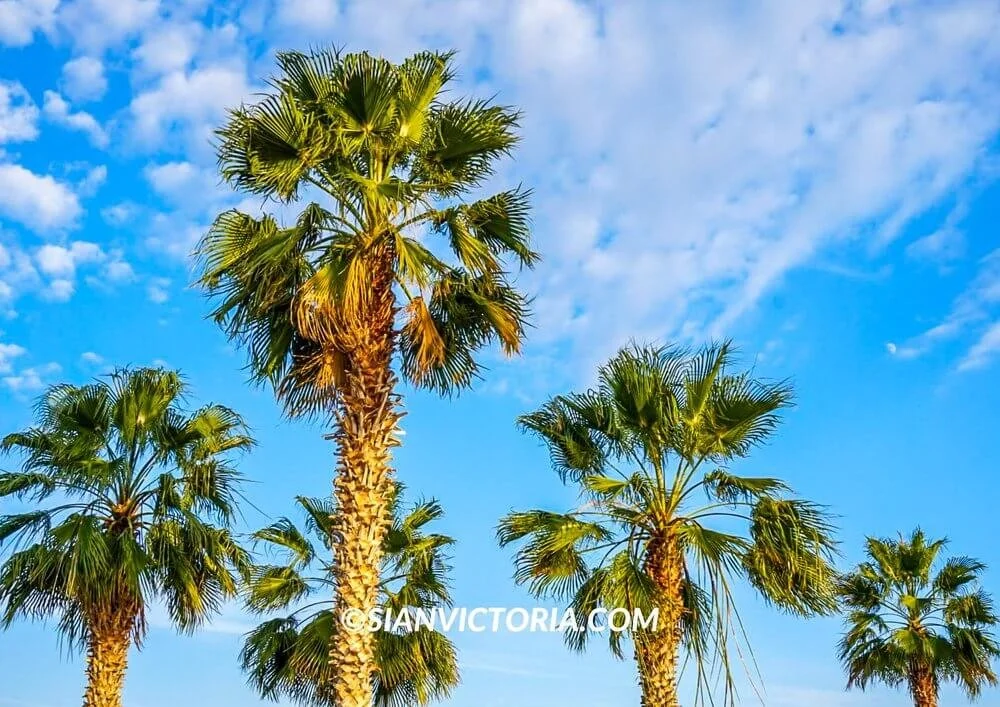 6 Best Restaurants & Places to Eat in Paphos, Cyprus — sian victoria