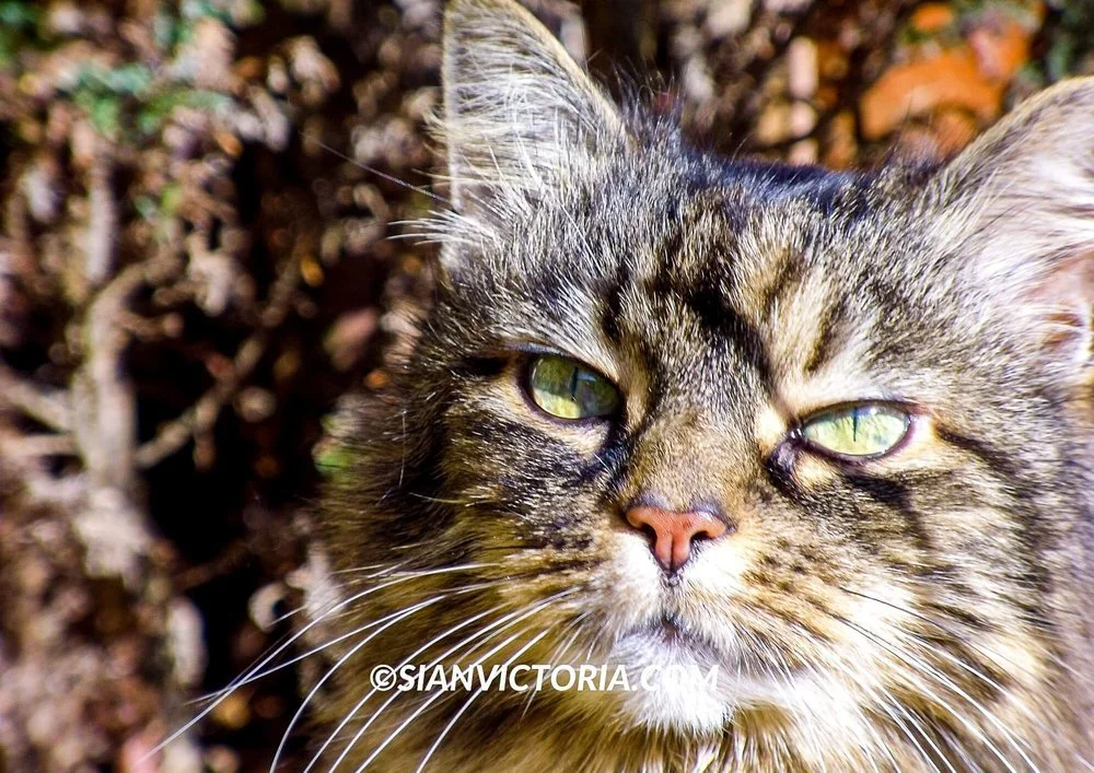 12 Small Apartment-Friendly Animals You Can Care For — sian victoria