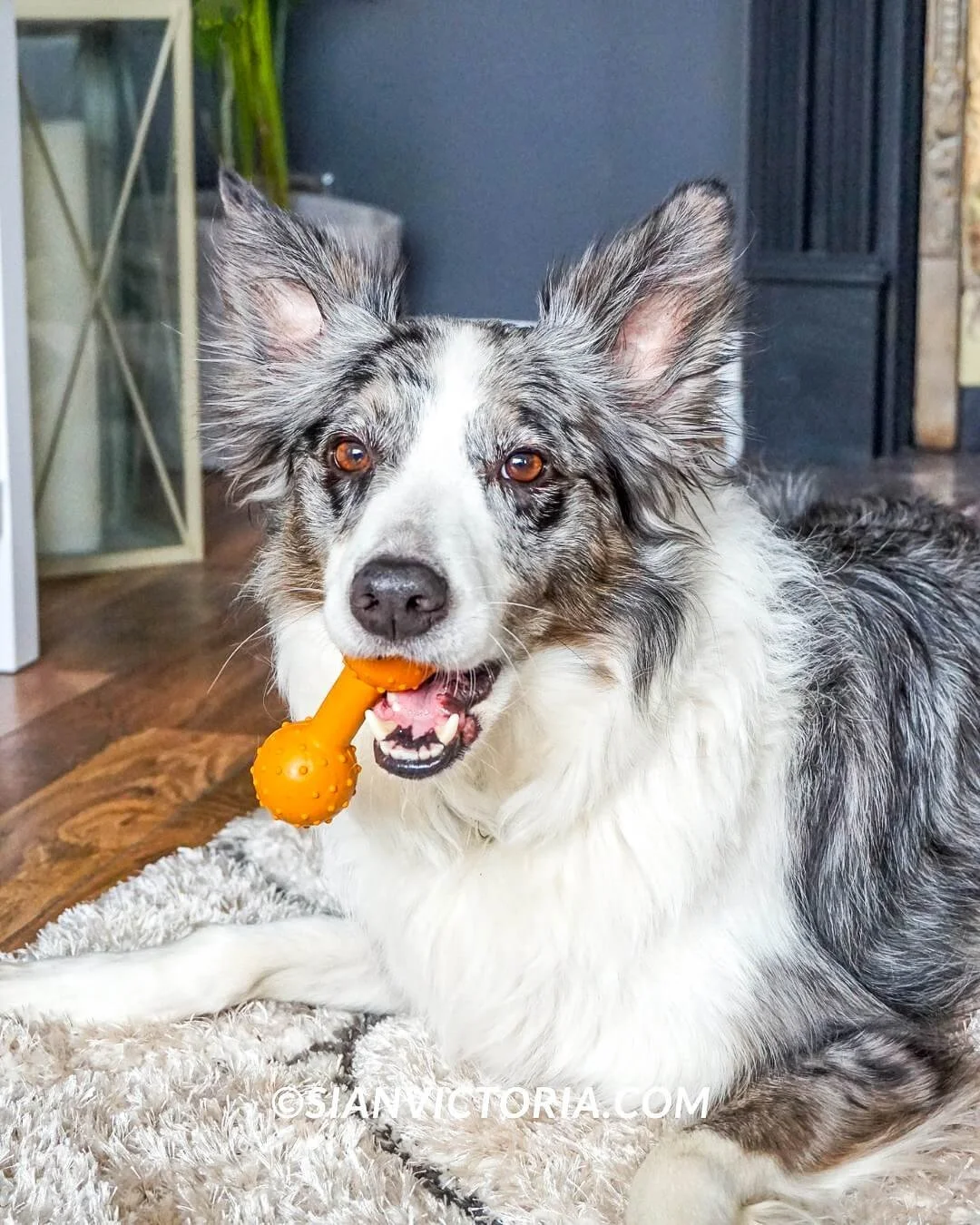 Dog Dental Care – How to Care for your Dog’s Teeth — sian victoria