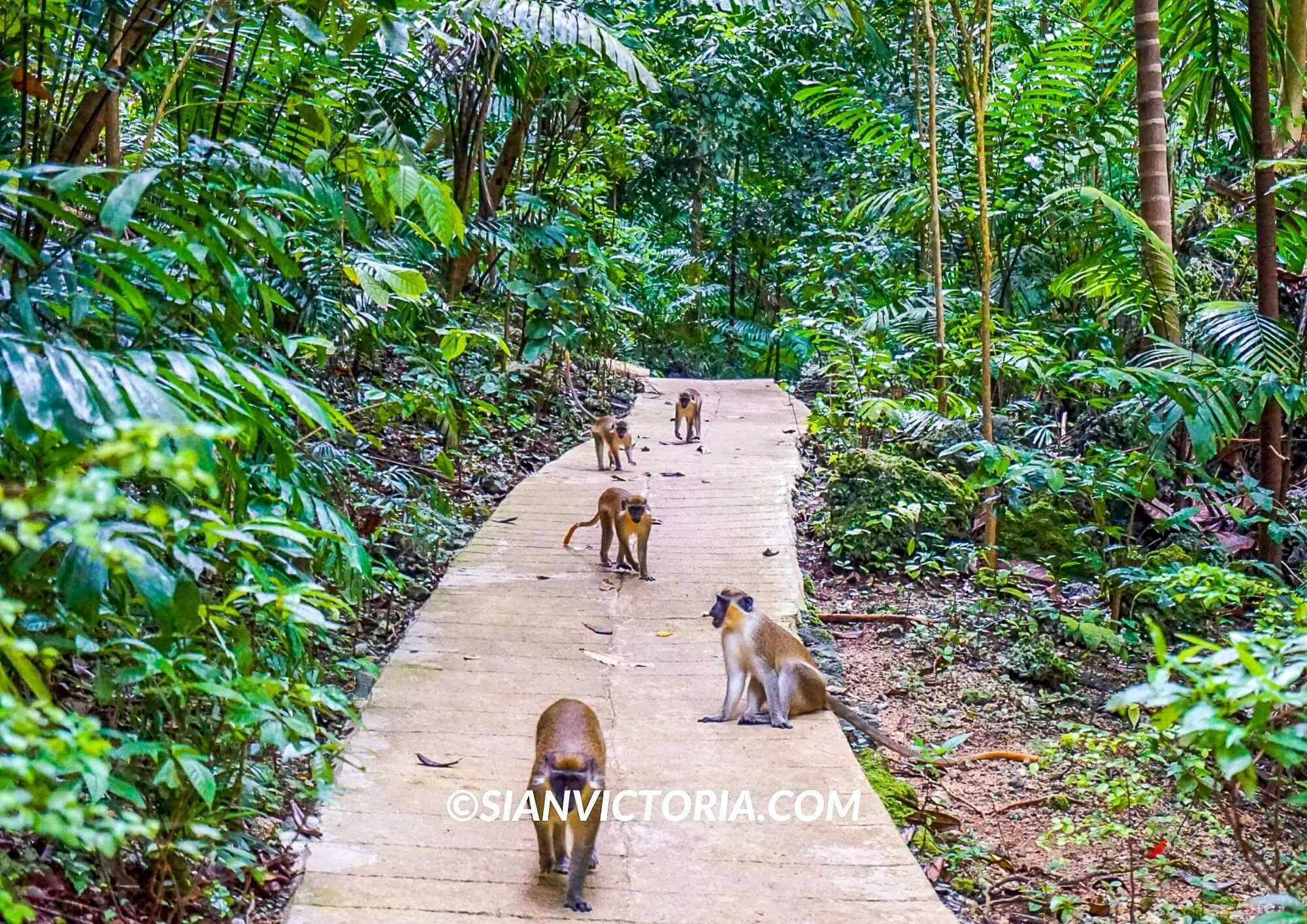 19 Best Cultural Things To Do & Reasons to visit Barbados — sian victoria