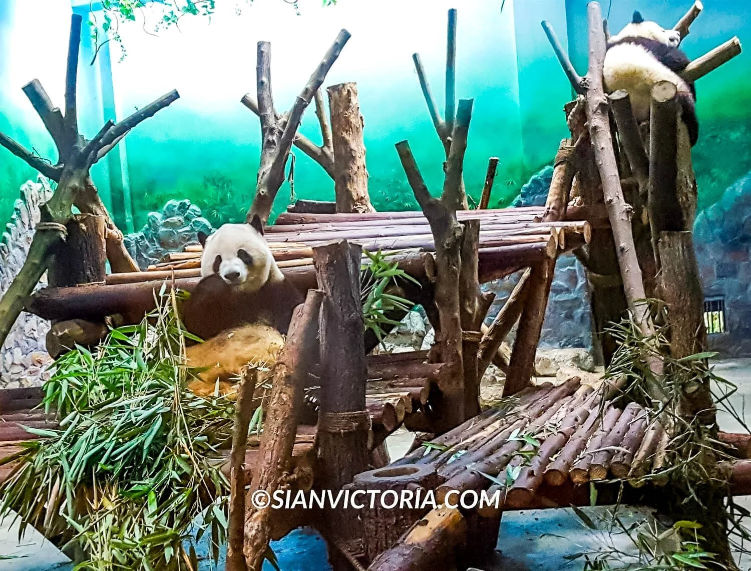 7 Best Nature Reserves & Wildlife Attractions in Chengdu, China — sian ...