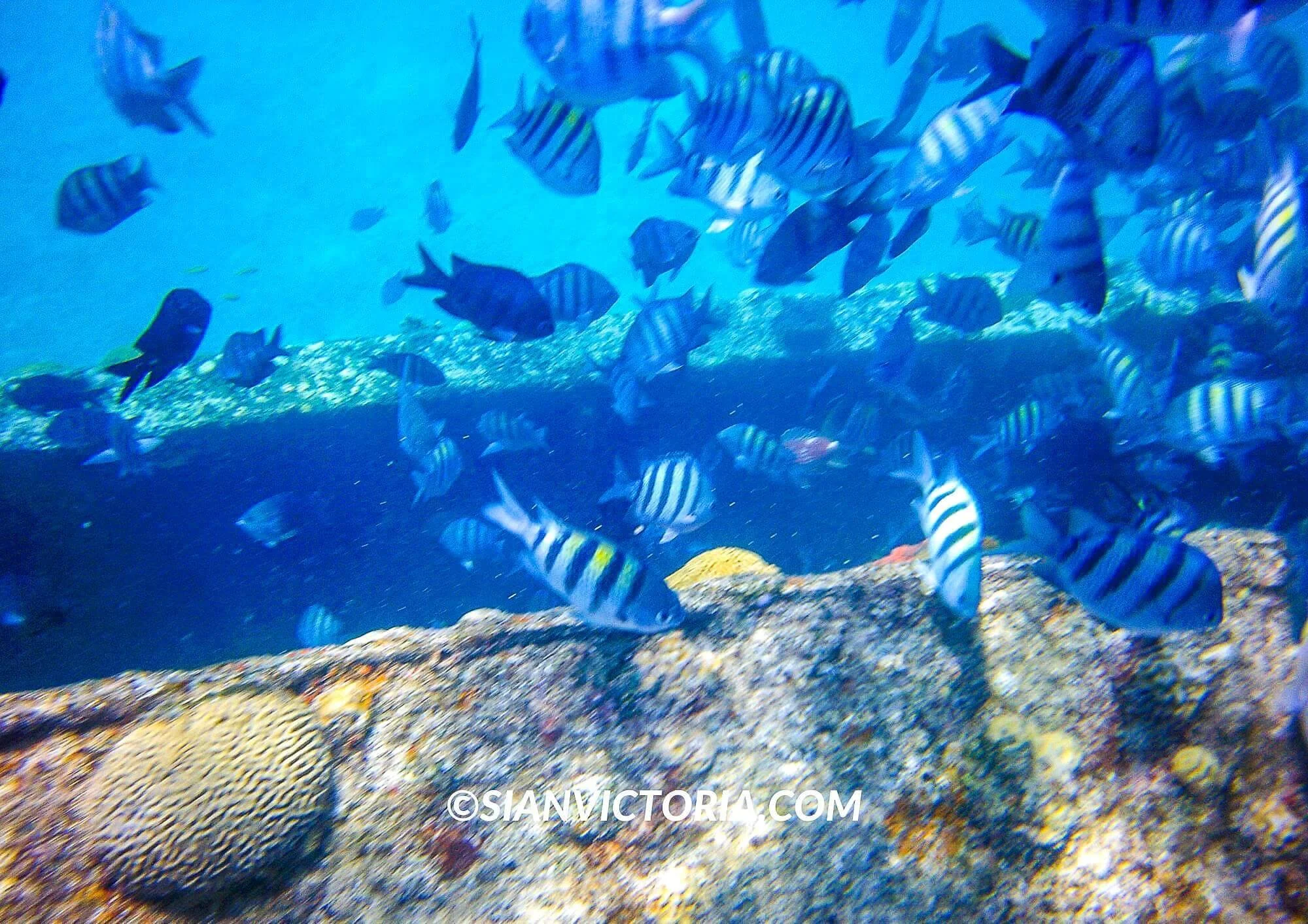 11 Tips For Doing Underwater Photography For the First-Time — sian victoria