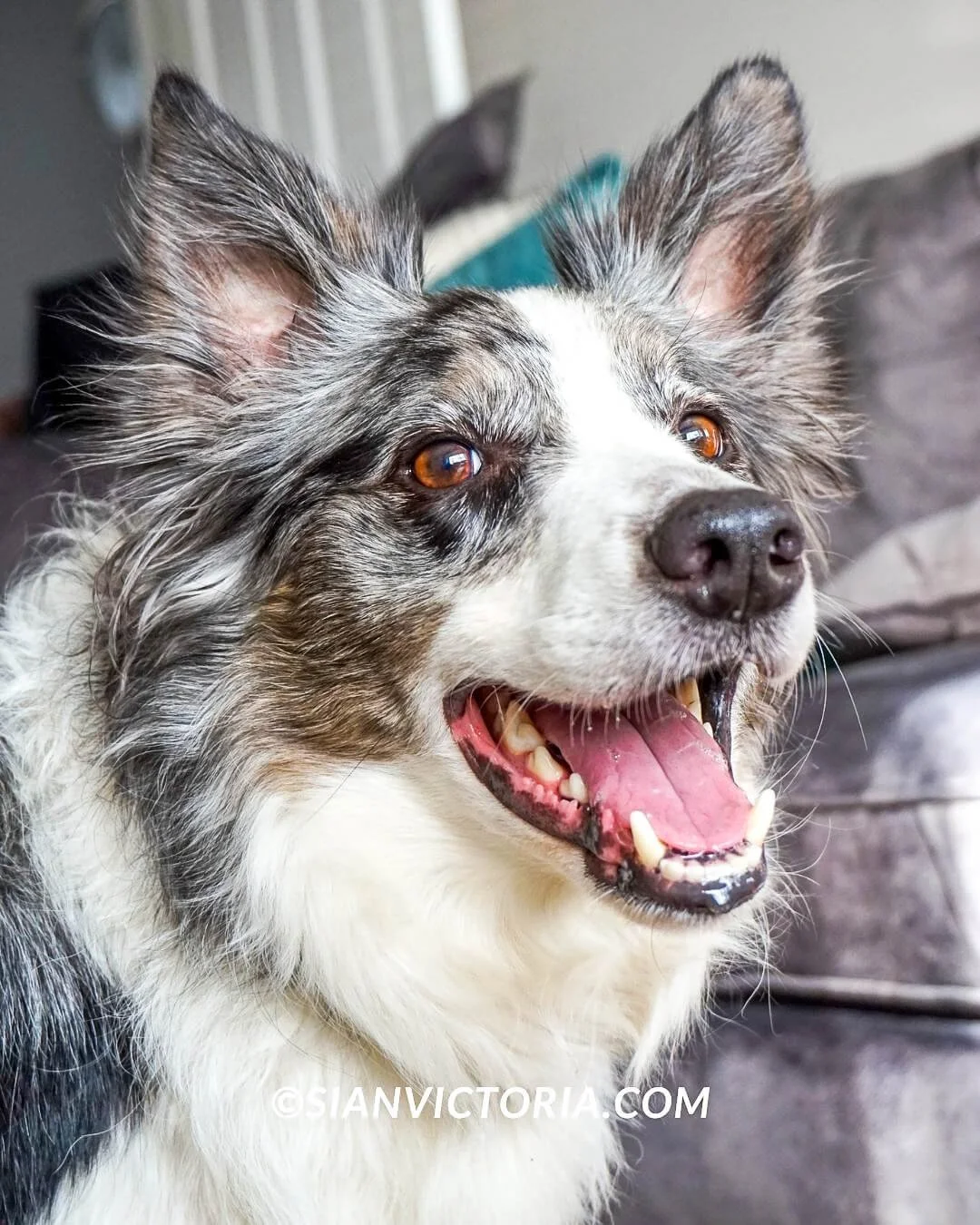 Dog Dental Care – How to Care for your Dog’s Teeth — sian victoria