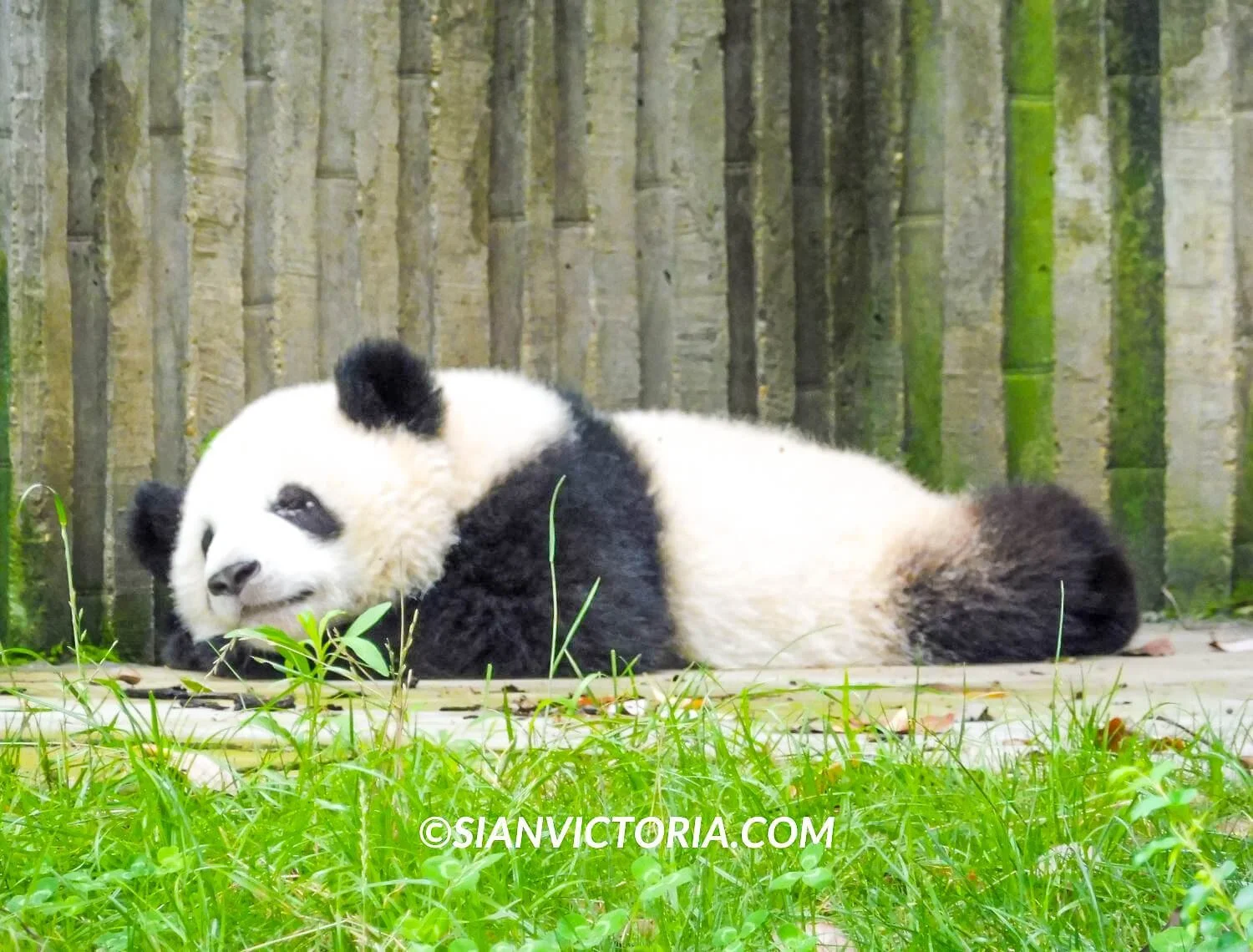 7 Best Nature Reserves & Wildlife Attractions in Chengdu, China — sian ...