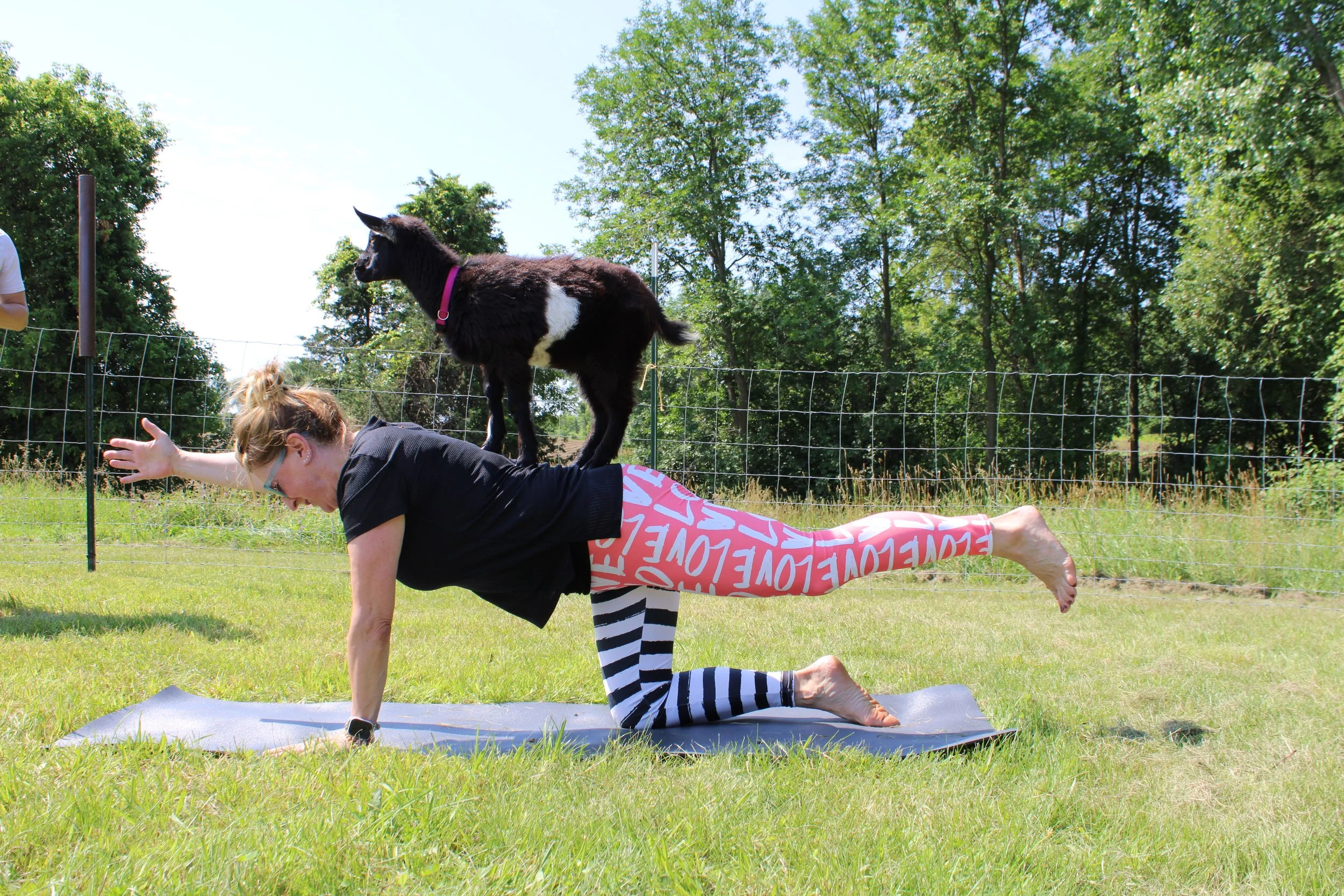 Goat Yoga! — Lakeside Namaste