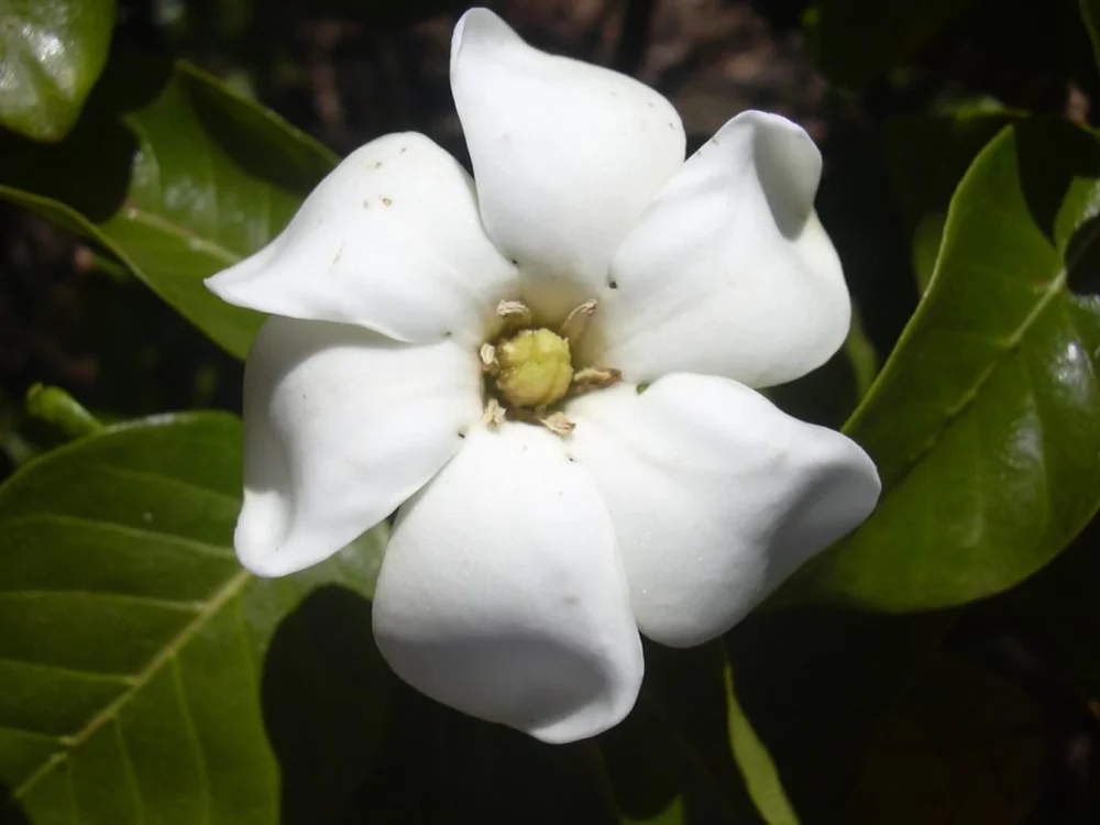 Nanu Gardenia — Kauai Seascapes Nursery