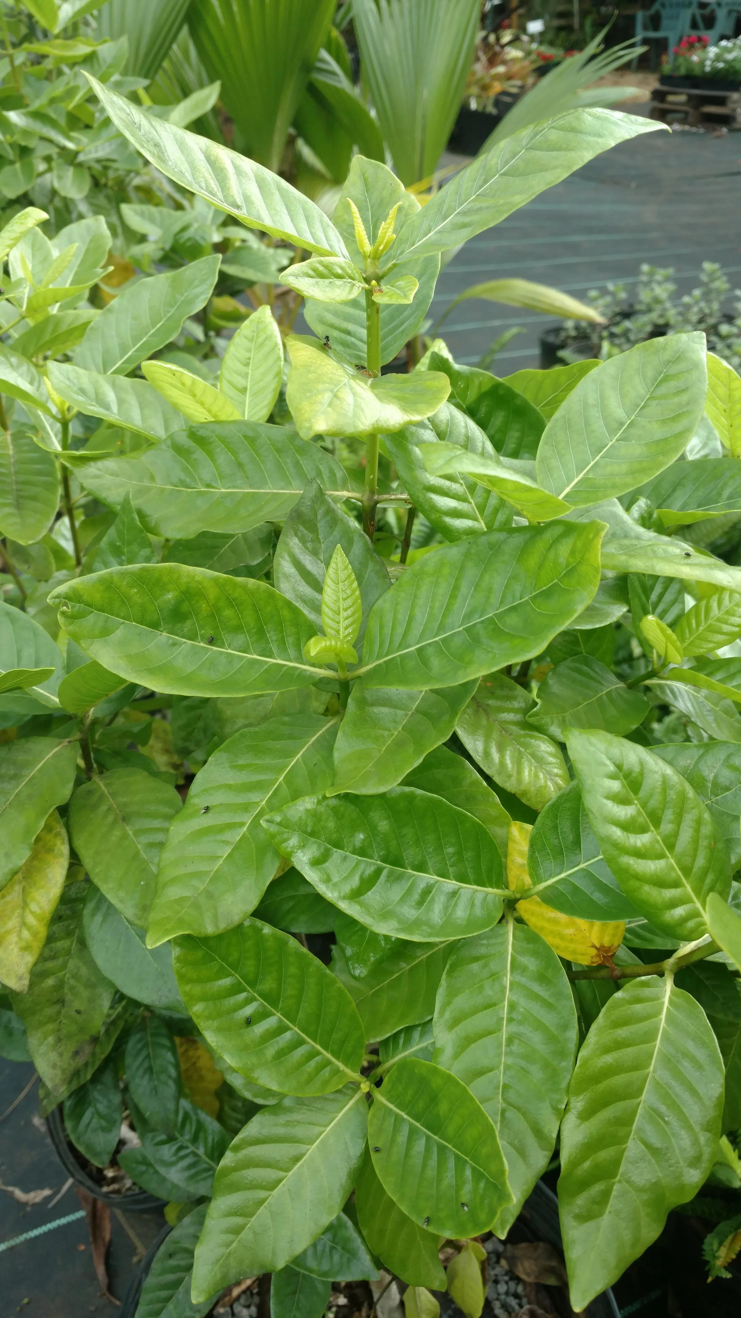 Nanu Gardenia — Kauai Seascapes Nursery