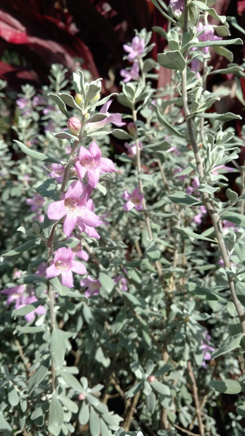 Texas Ranger — Kauai Seascapes Nursery