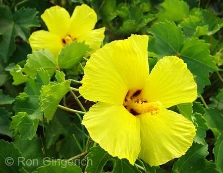 Ma’o Hau Hele — Kauai Seascapes Nursery