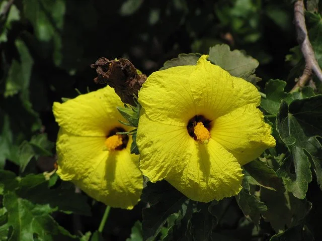Ma’o Hau Hele — Kauai Seascapes Nursery