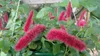 Dwarf Cattail Acalypha — Kauai Seascapes Nursery