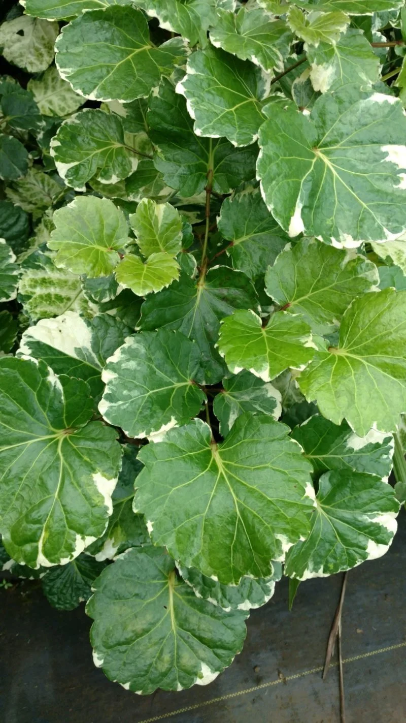 Panax — Kauai Seascapes Nursery