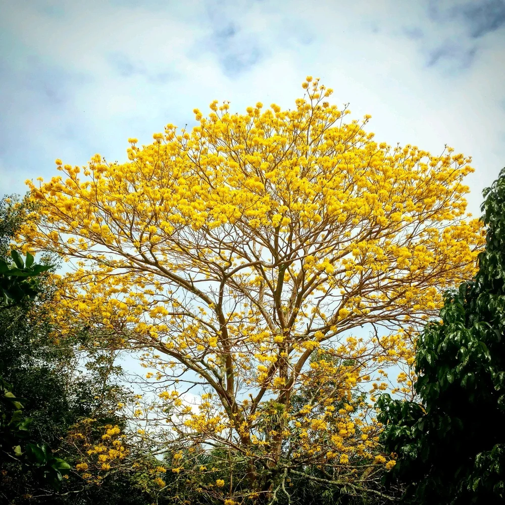 Gold Tree — Kauai Seascapes Nursery
