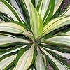 Agave, Variegated False — Kauai Seascapes Nursery