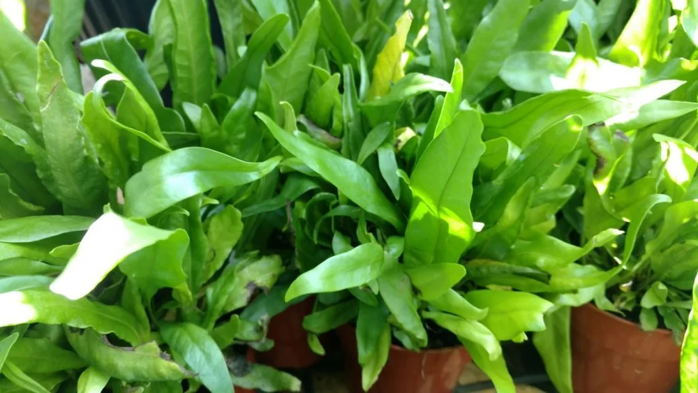 Dwarf Laua’e Fern — Kauai Seascapes Nursery