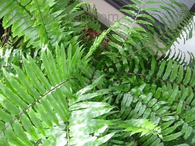Macho Fern — Kauai Seascapes Nursery