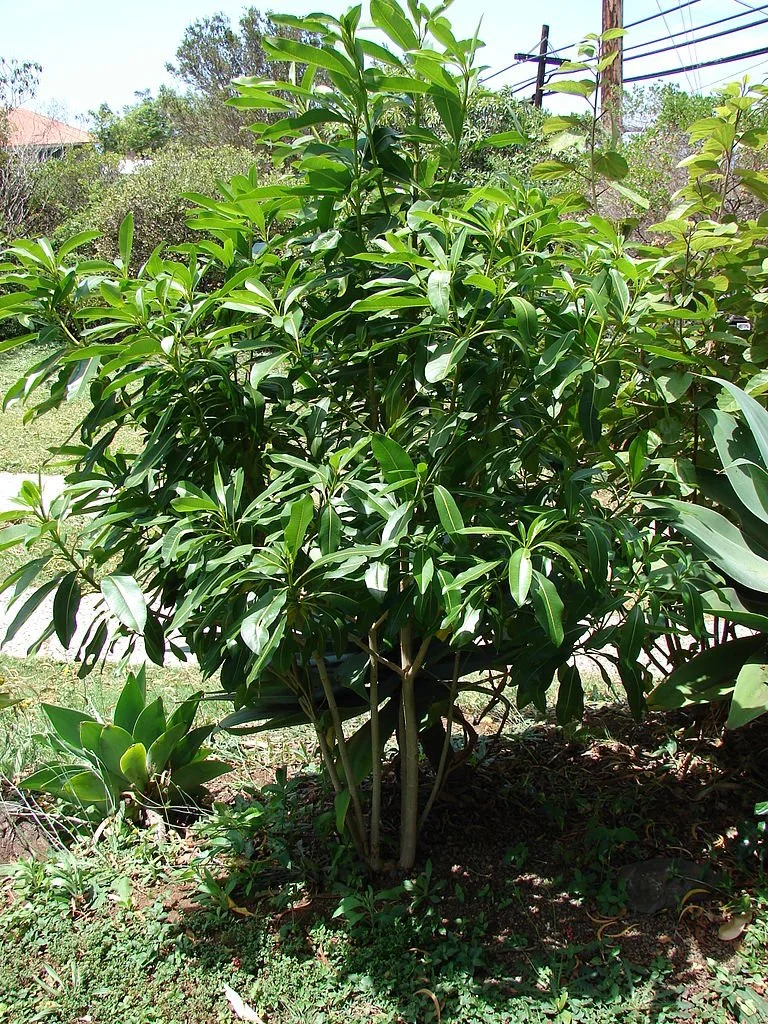 Hao — Kauai Seascapes Nursery