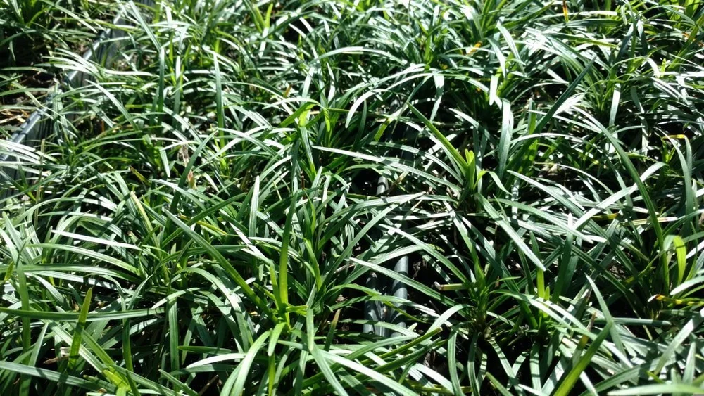 Mondo Grass, Regular — Kauai Seascapes Nursery