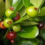 Brazilian Plum/Cherry — Kauai Seascapes Nursery