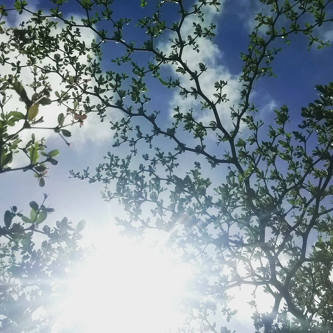 Geometry Tree — Kauai Seascapes Nursery