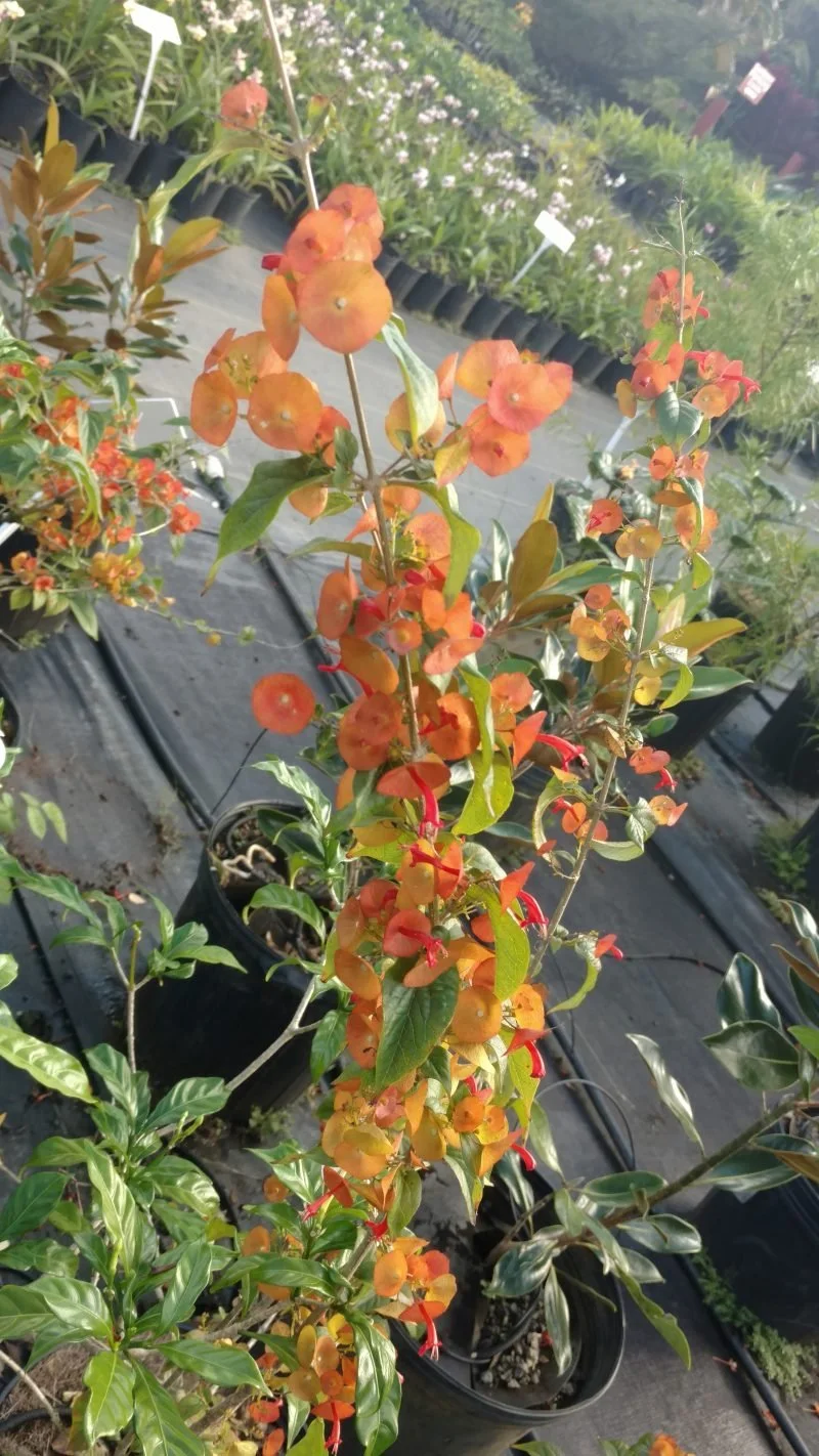 Chinaman’s Hat — Kauai Seascapes Nursery