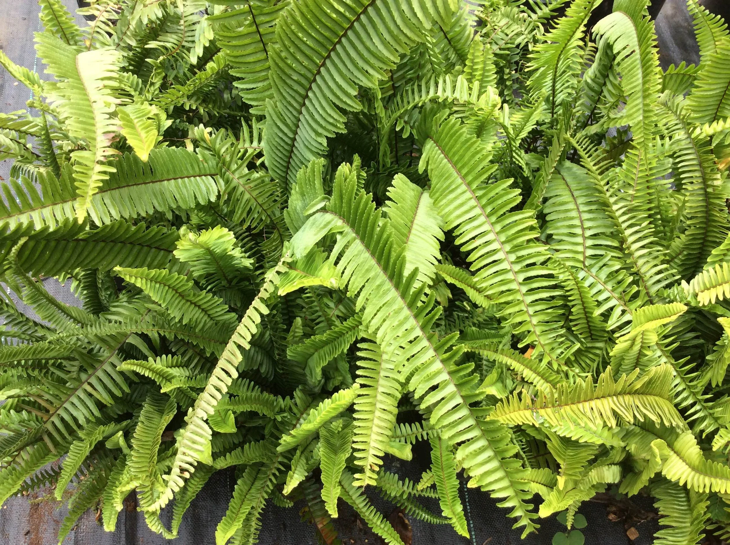 The Weatherproof Warriors: 5 Native Plants For Your Authentic Hawaiian ...