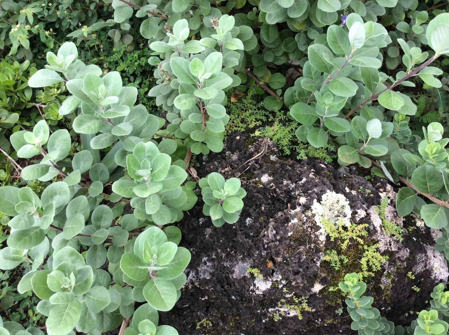 The Weatherproof Warriors: 5 Native Plants For Your Authentic Hawaiian ...