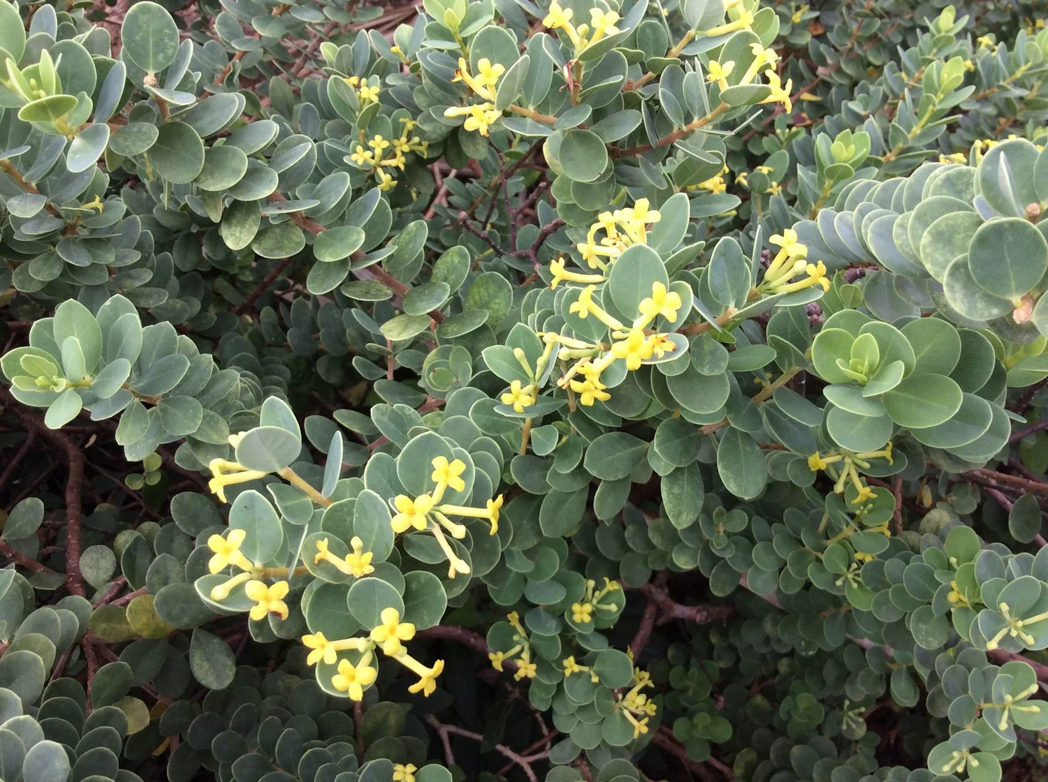 The Weatherproof Warriors: 5 Native Plants For Your Authentic Hawaiian ...