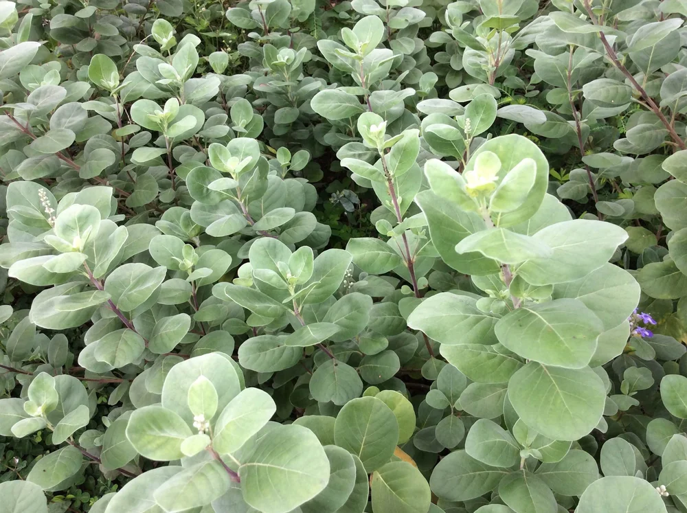 The Weatherproof Warriors: 5 Native Plants For Your Authentic Hawaiian ...