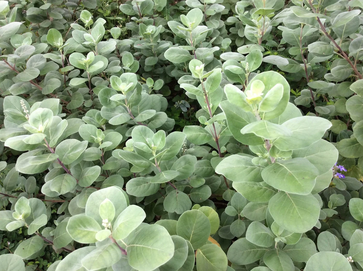 The Weatherproof Warriors: 5 Native Plants For Your Authentic Hawaiian ...