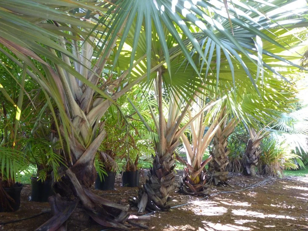7 Surprising Facts You Never Knew About Palms — Kauai Seascapes Nursery
