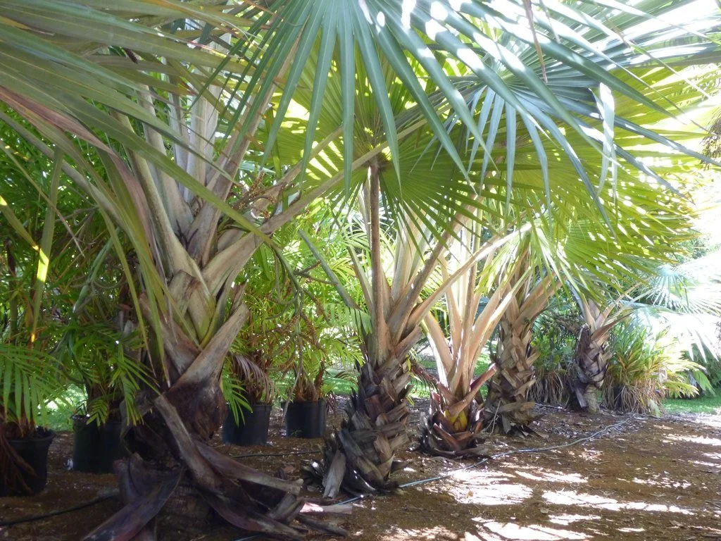 7 Surprising Facts You Never Knew About Palms — Kauai Seascapes Nursery