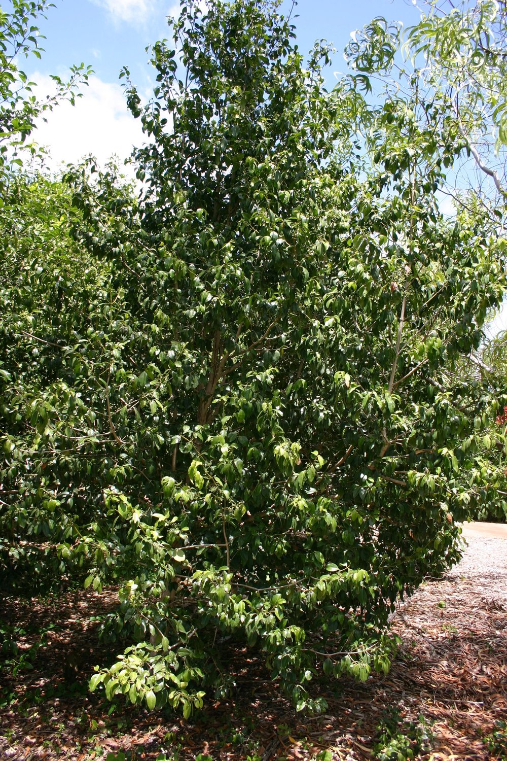 Go Native: The Hawaiian Christmas Tree — Kauai Seascapes Nursery