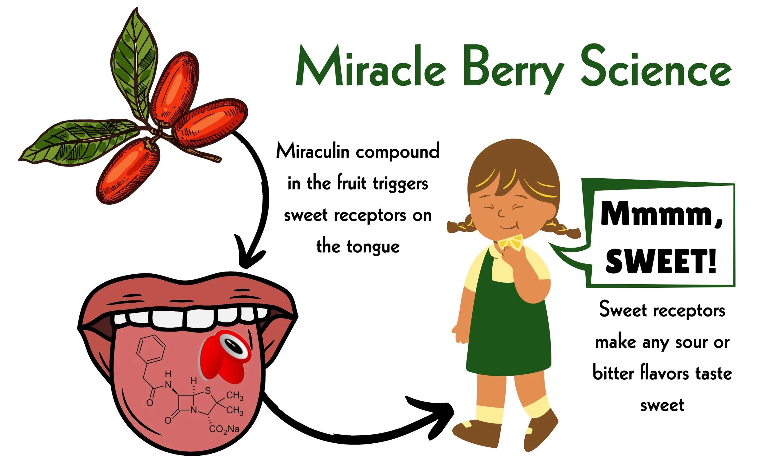 The Magic of Miracle Berry — Kauai Seascapes Nursery