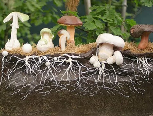 Mycelium: The Wood Wide Web — Kauai Seascapes Nursery