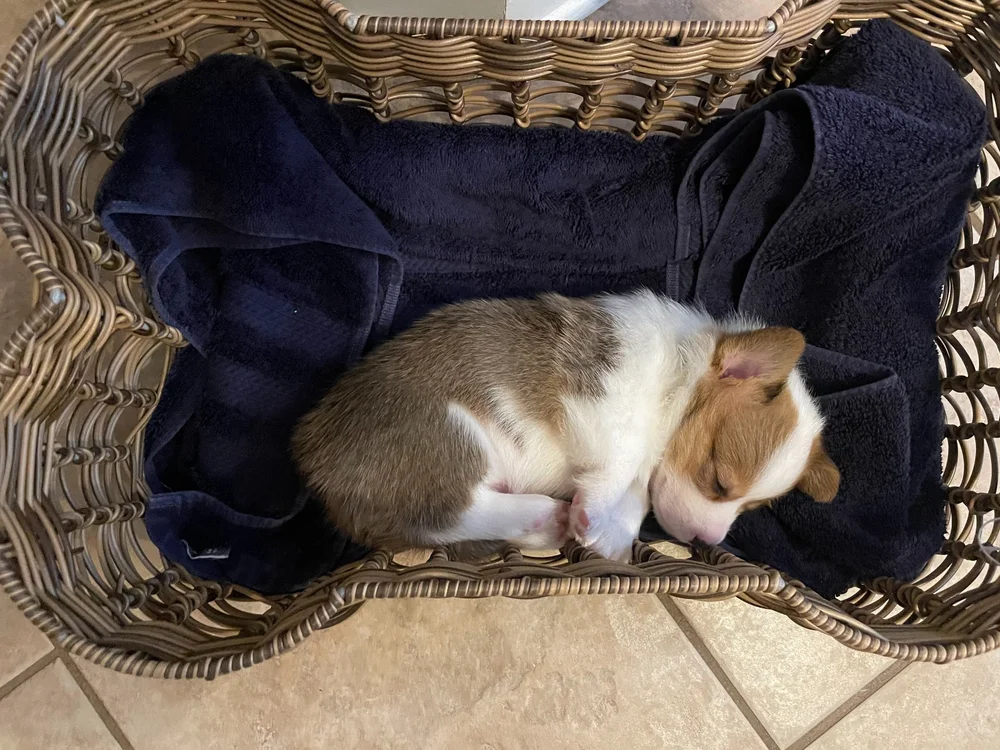 Pinnacle Corgis of Georgia