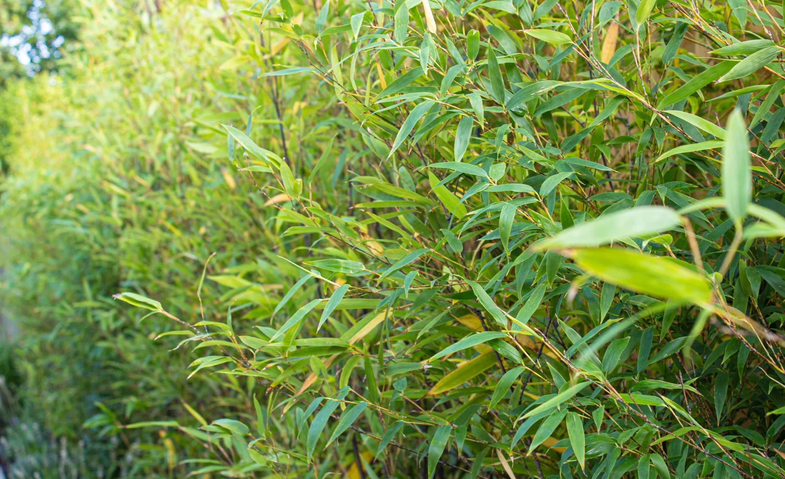 The Neston Project — Walker Landscape & Design