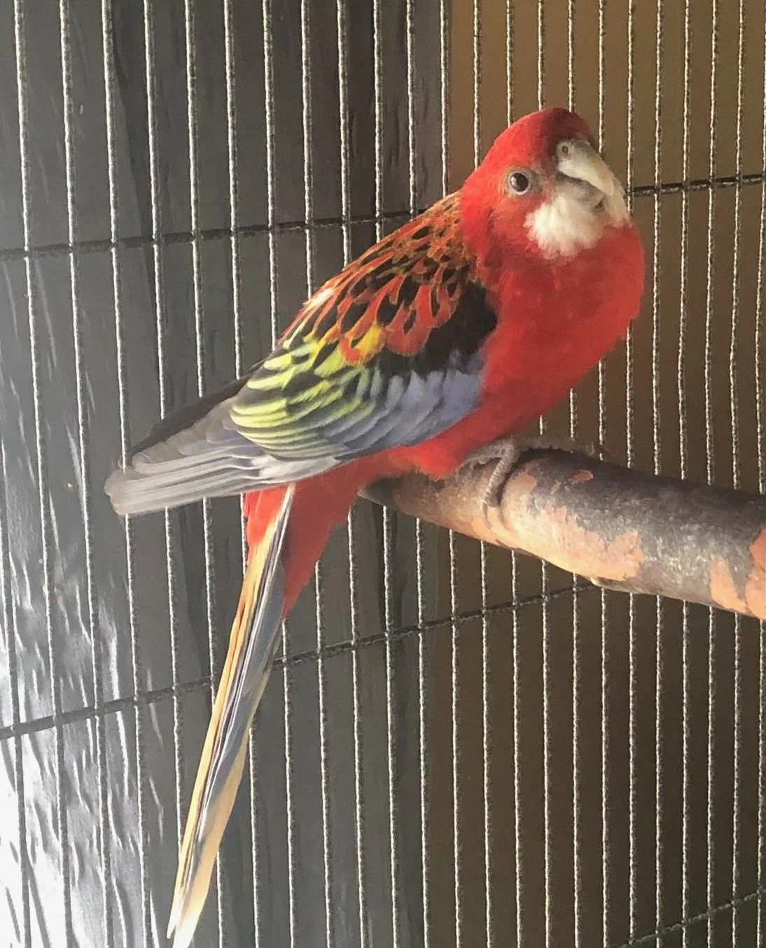 About — Carrie Lee South