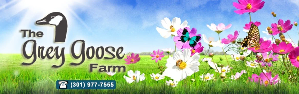 Black Horse Kettle Corn