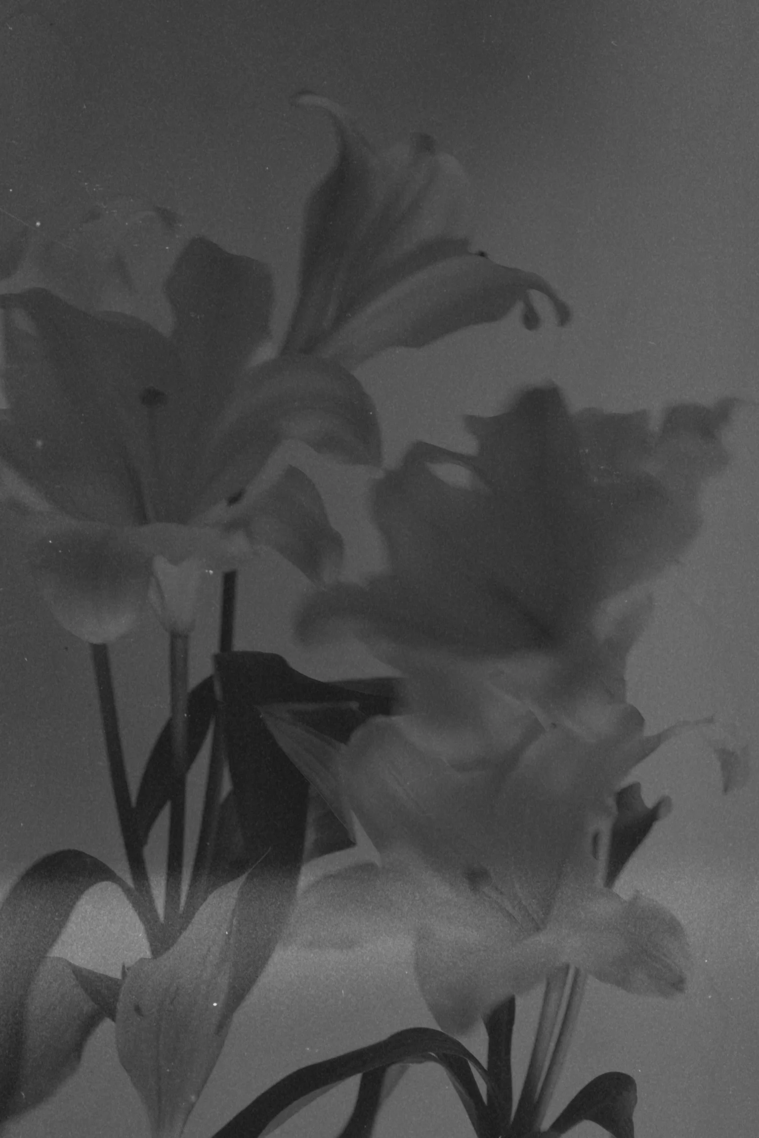 CURSOS — SOFIA ALVA