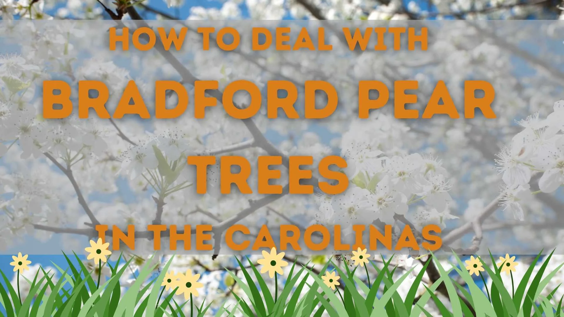 How to Deal With Bradford Pear Trees in the Carolinas — Ground FX ...