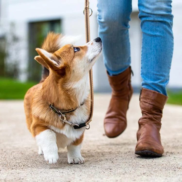 Serenity Dog Training • In-Home Dog Training • 313-207-1175