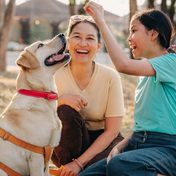 Serenity Dog Training • In-Home Dog Training • 313-207-1175