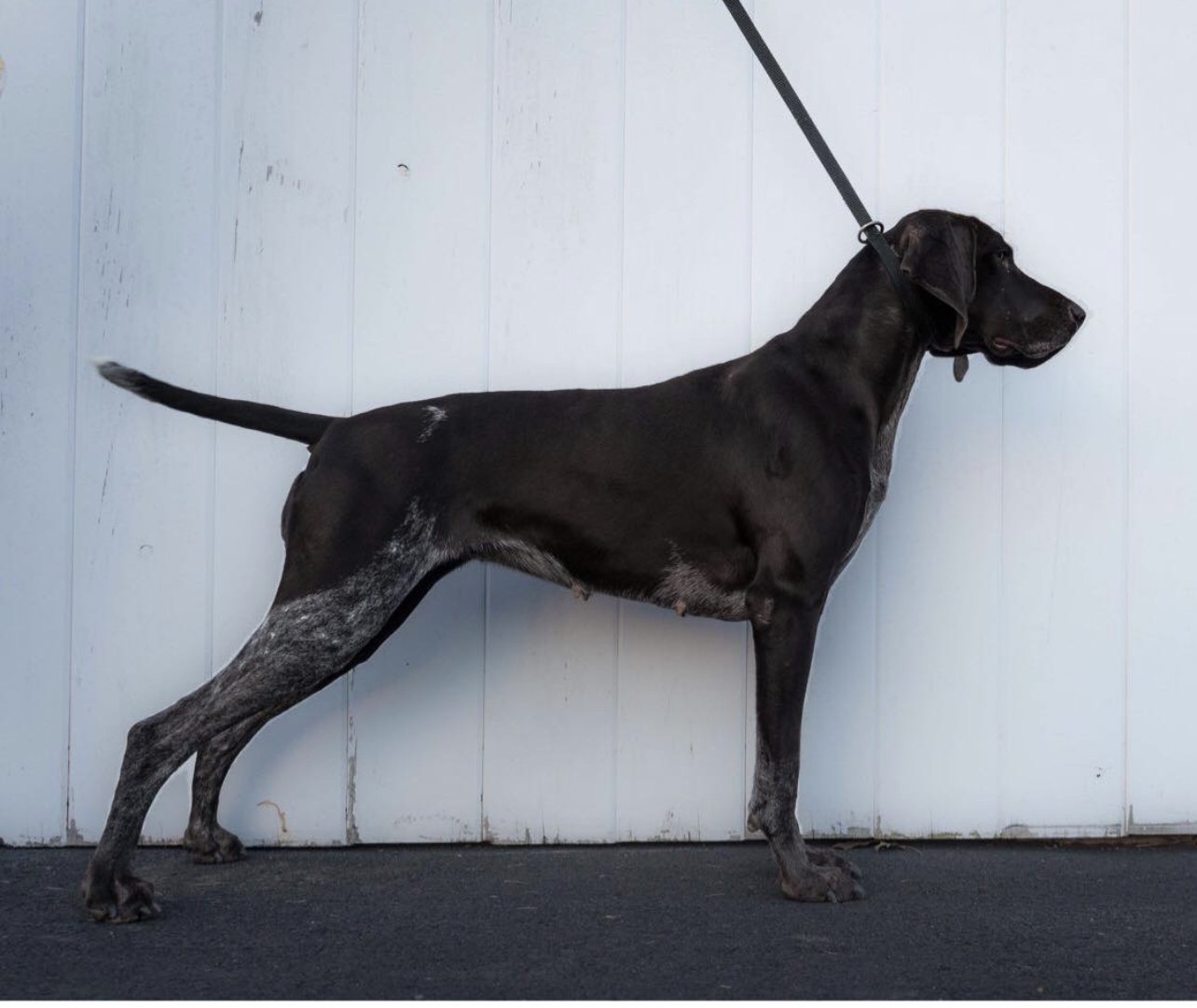 HISTORY OF THE DK — VCDKK