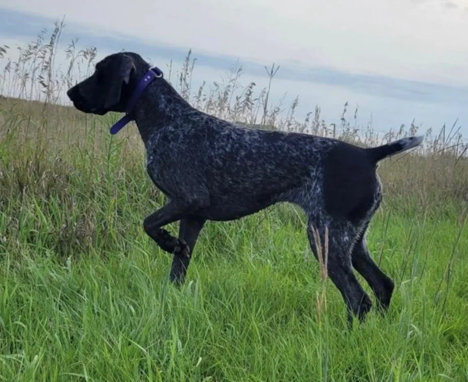 LITTER ANNOUNCEMENTS — VCDKK