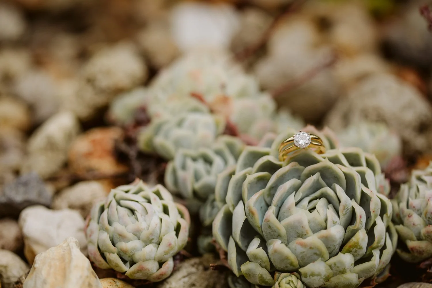 Galleries - BLUSH Photography Auckland — BLUSH Photography