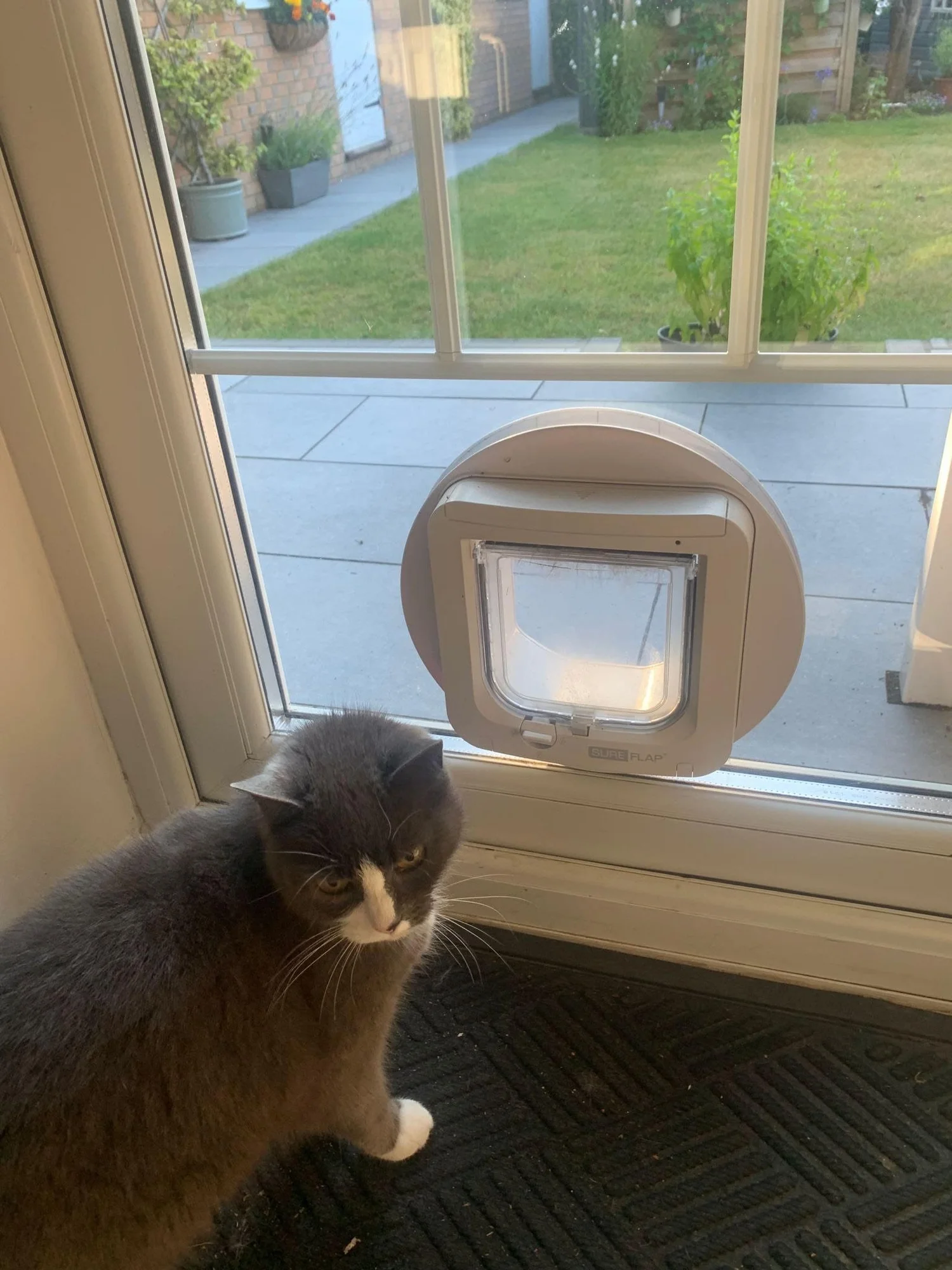 Cat Flaps — RPSGLASS