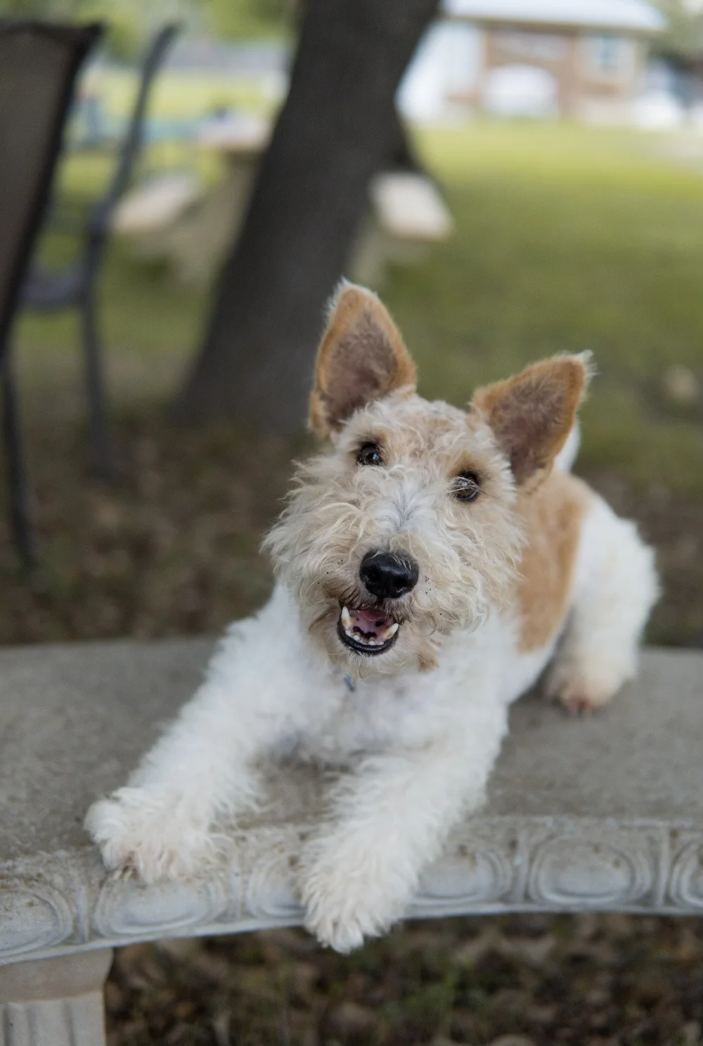 Meet The Terriers | Our Dogs | Hidden Acres Farm