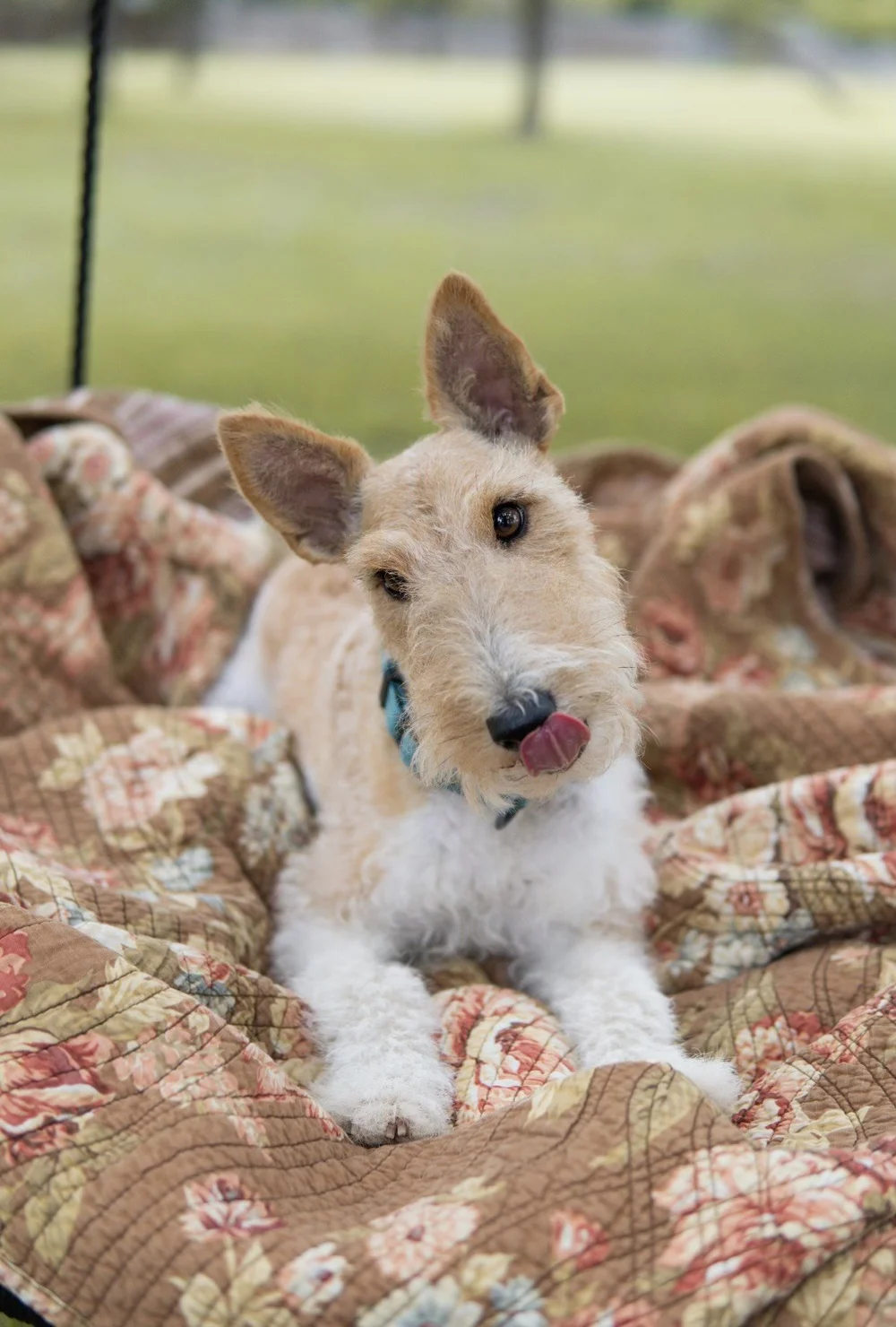 Welsh & Wire Fox Terrier Breeder | AKC Registered | Hidden Acres Farm